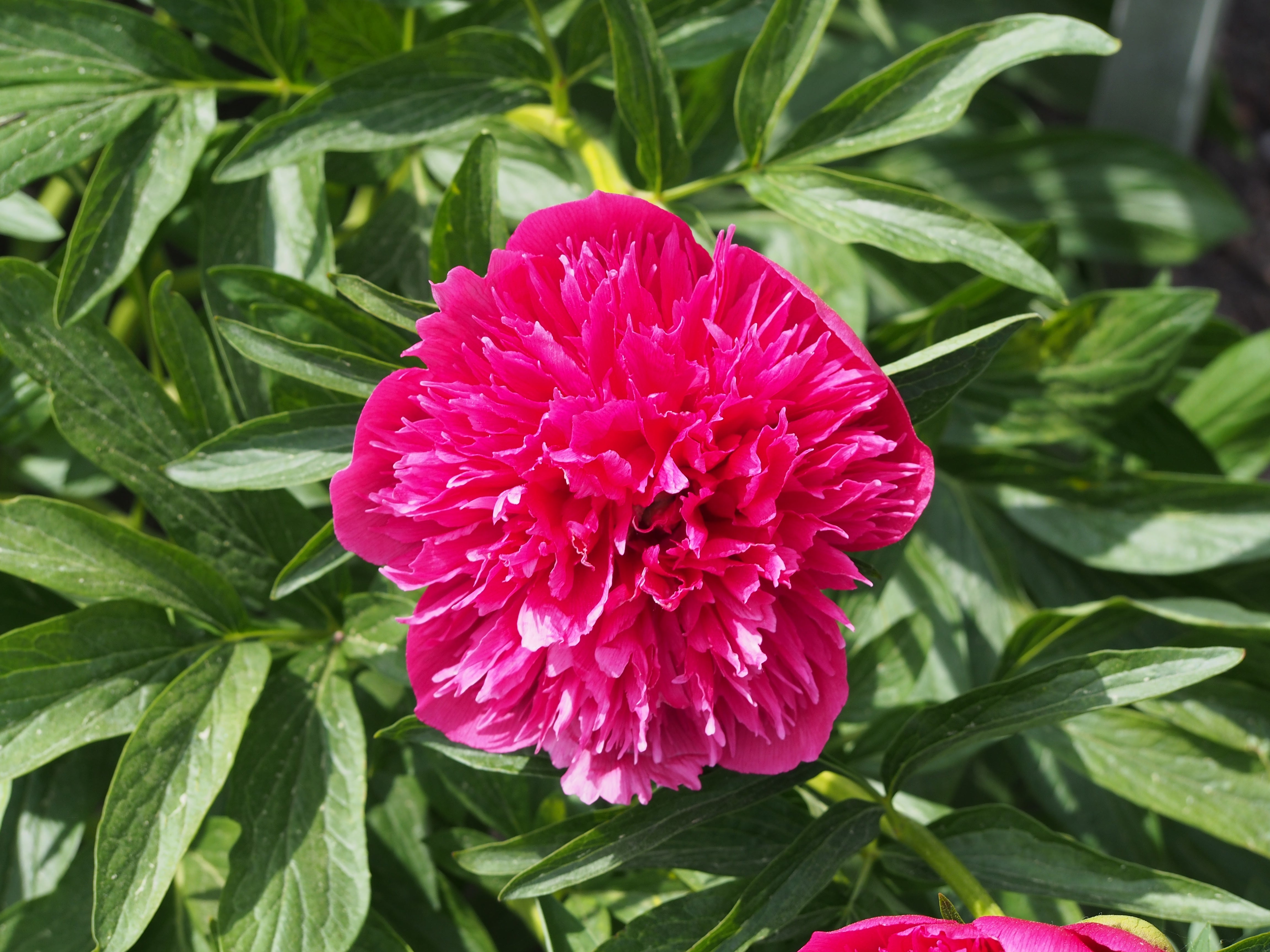 Paeonia officinalis 'Rosea Plena' (d) – Ballyrobert Gardens