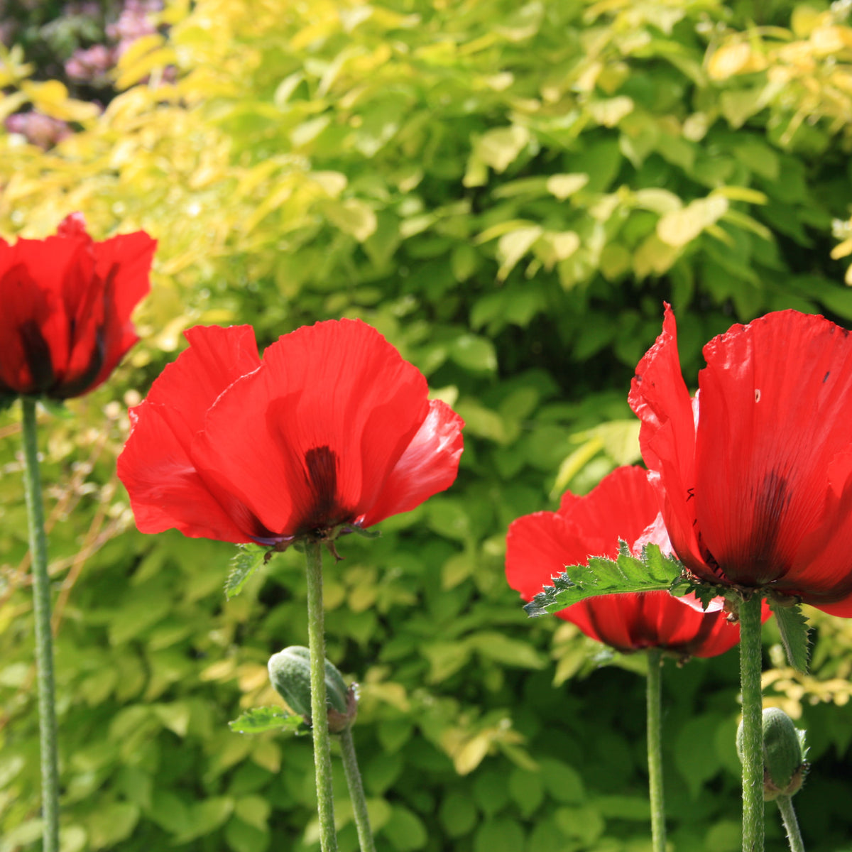 Papaver orientale (Goliath Group) 'Beauty of Livermere' – Ballyrobert ...