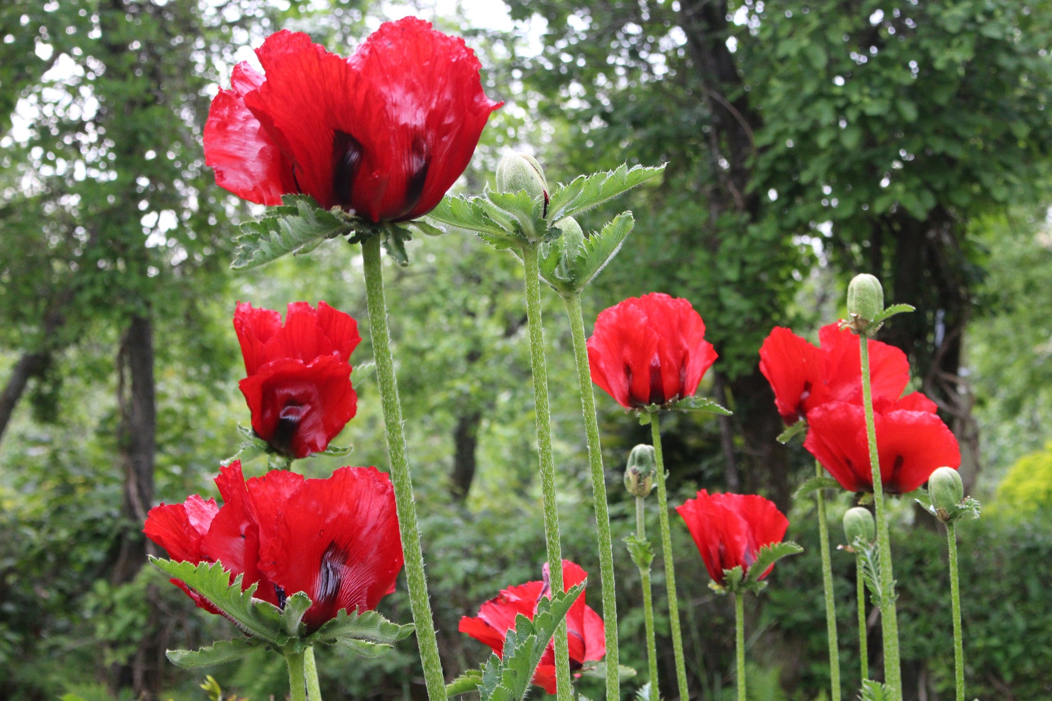 Papaver orientale (Goliath Group) 'Beauty of Livermere' – Ballyrobert ...
