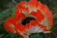 Papaver orientale 'Picotée' – Ballyrobert Gardens