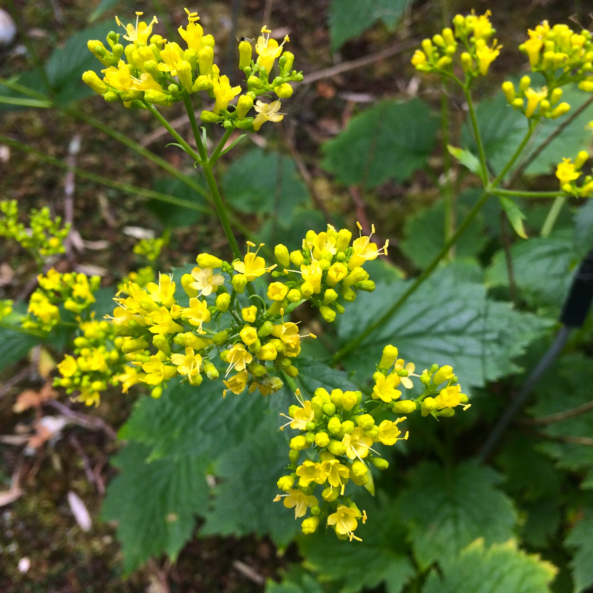 Patrinia gibbosa – Ballyrobert Gardens