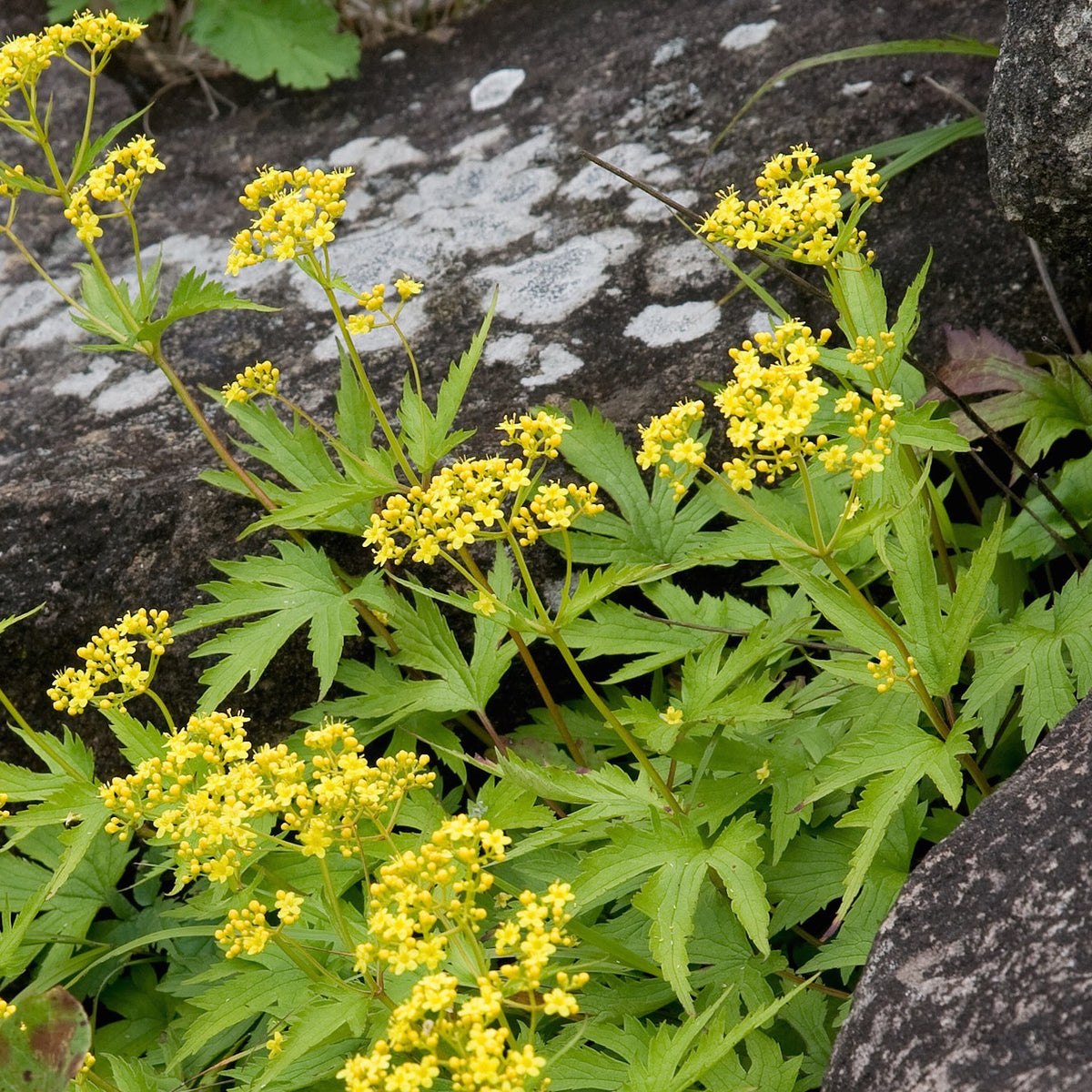 Patrinia triloba – Ballyrobert Gardens