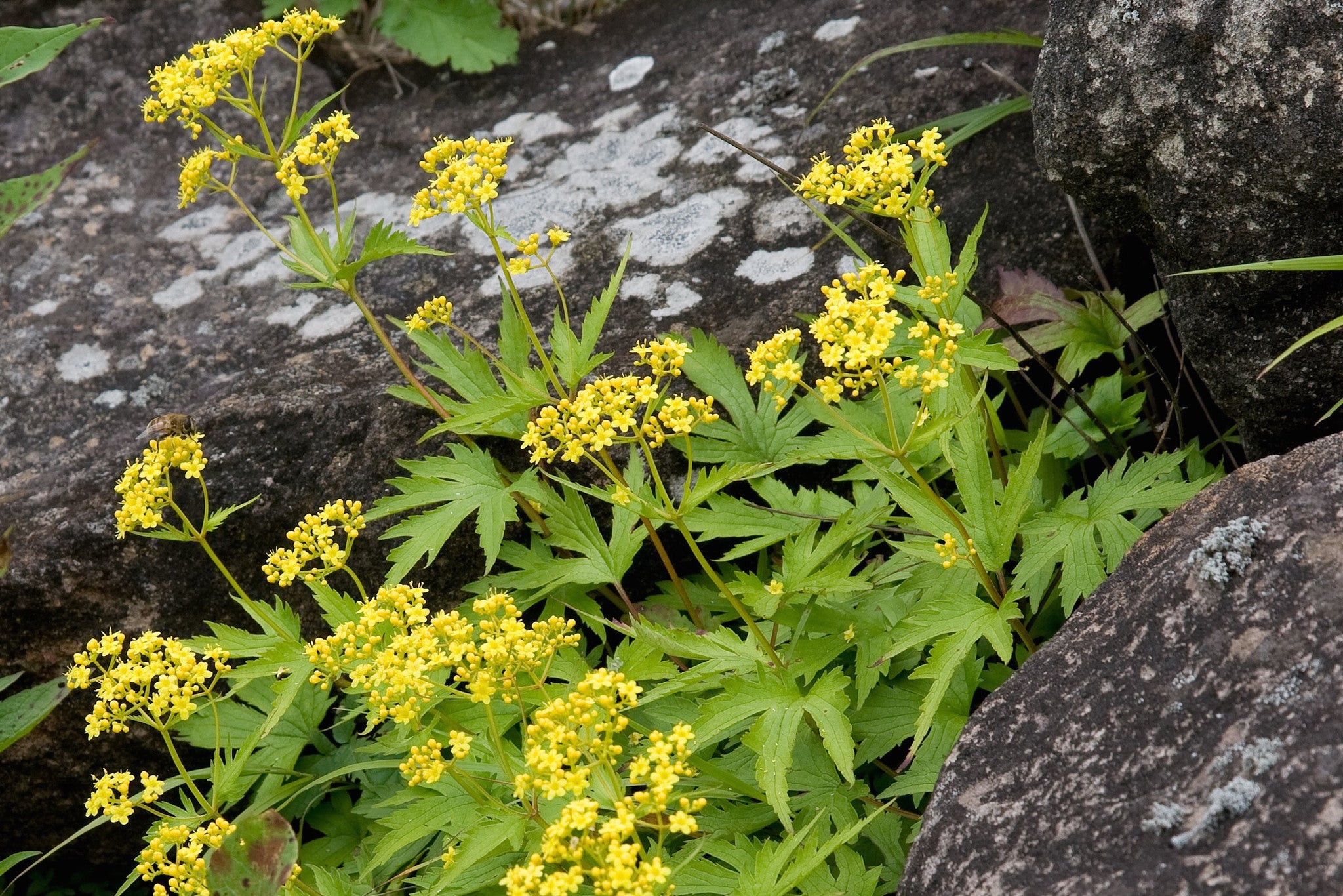 Patrinia triloba – Ballyrobert Gardens