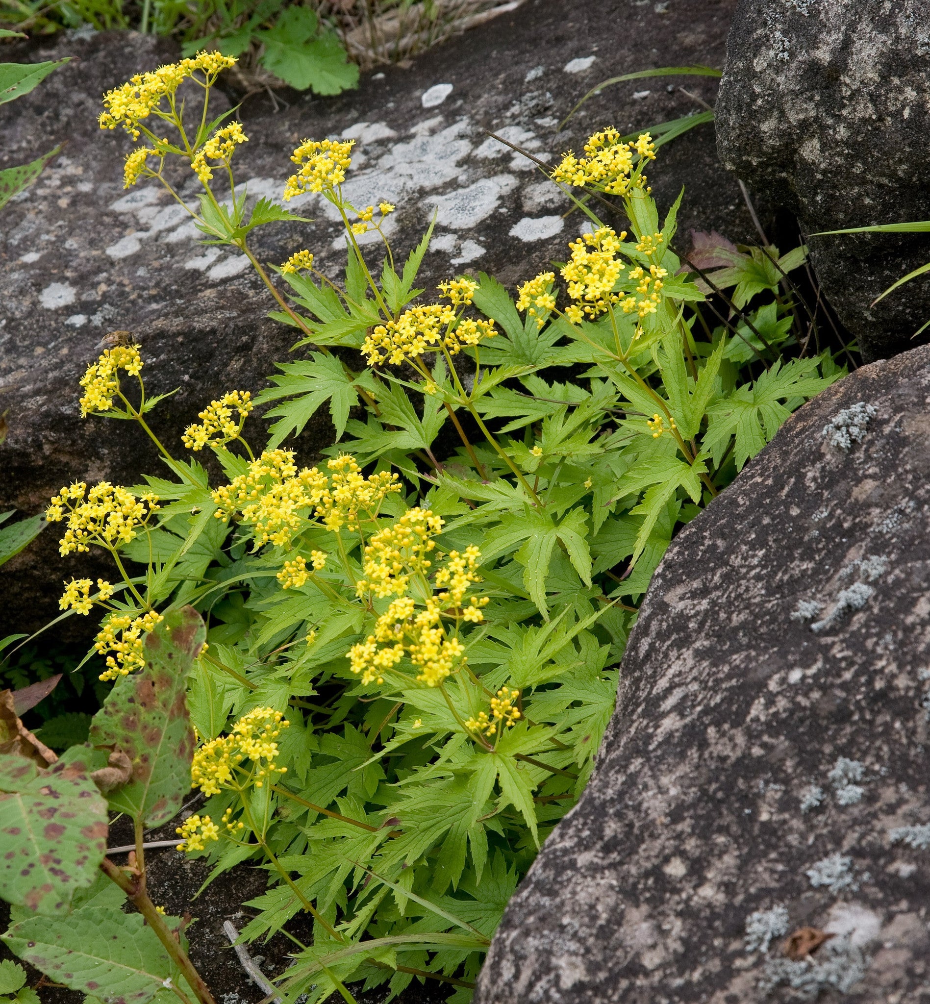 Patrinia triloba – Ballyrobert Gardens