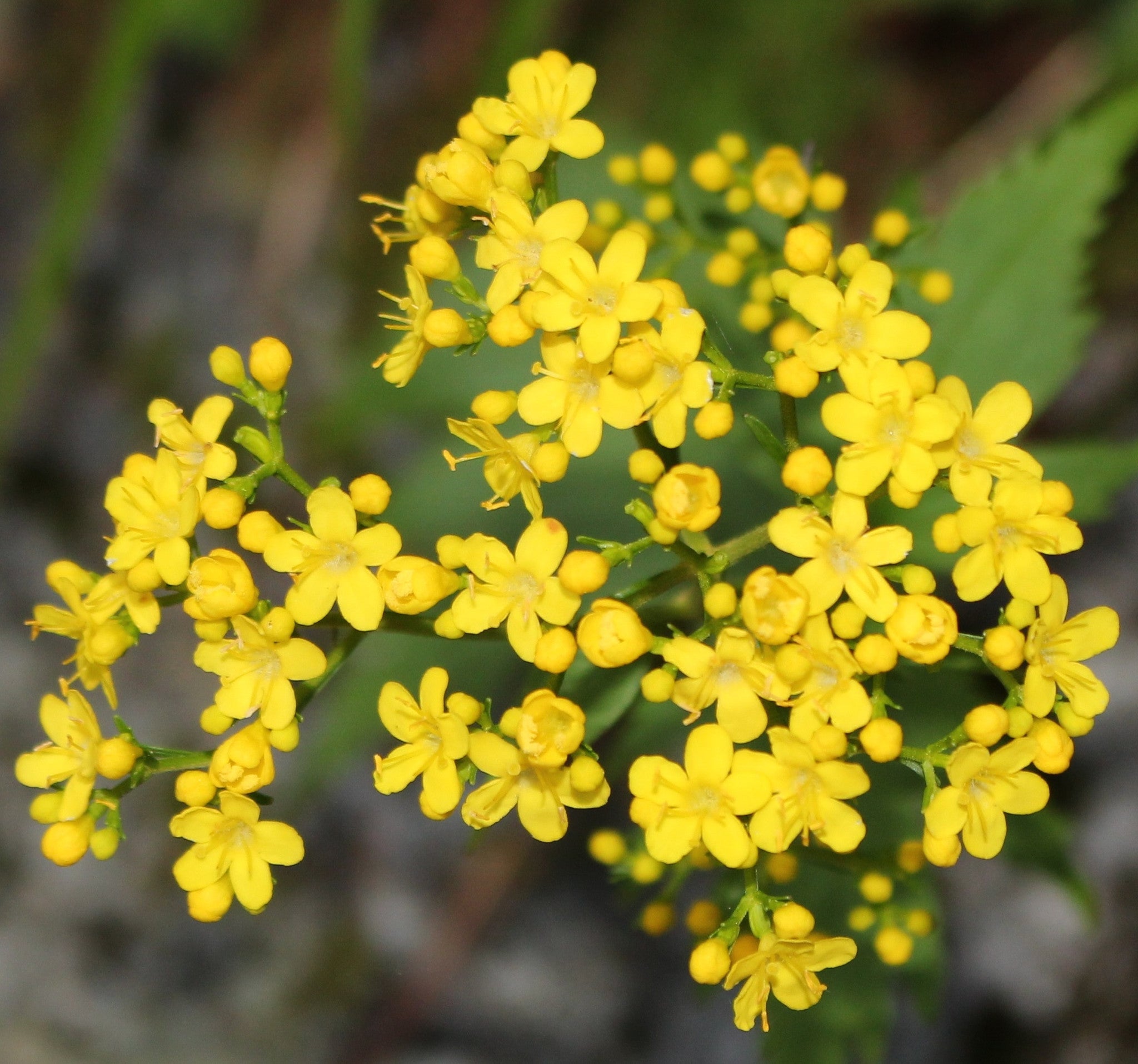 Patrinia triloba – Ballyrobert Gardens