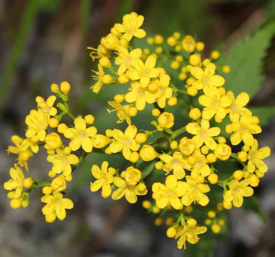 Patrinia triloba – Ballyrobert Gardens