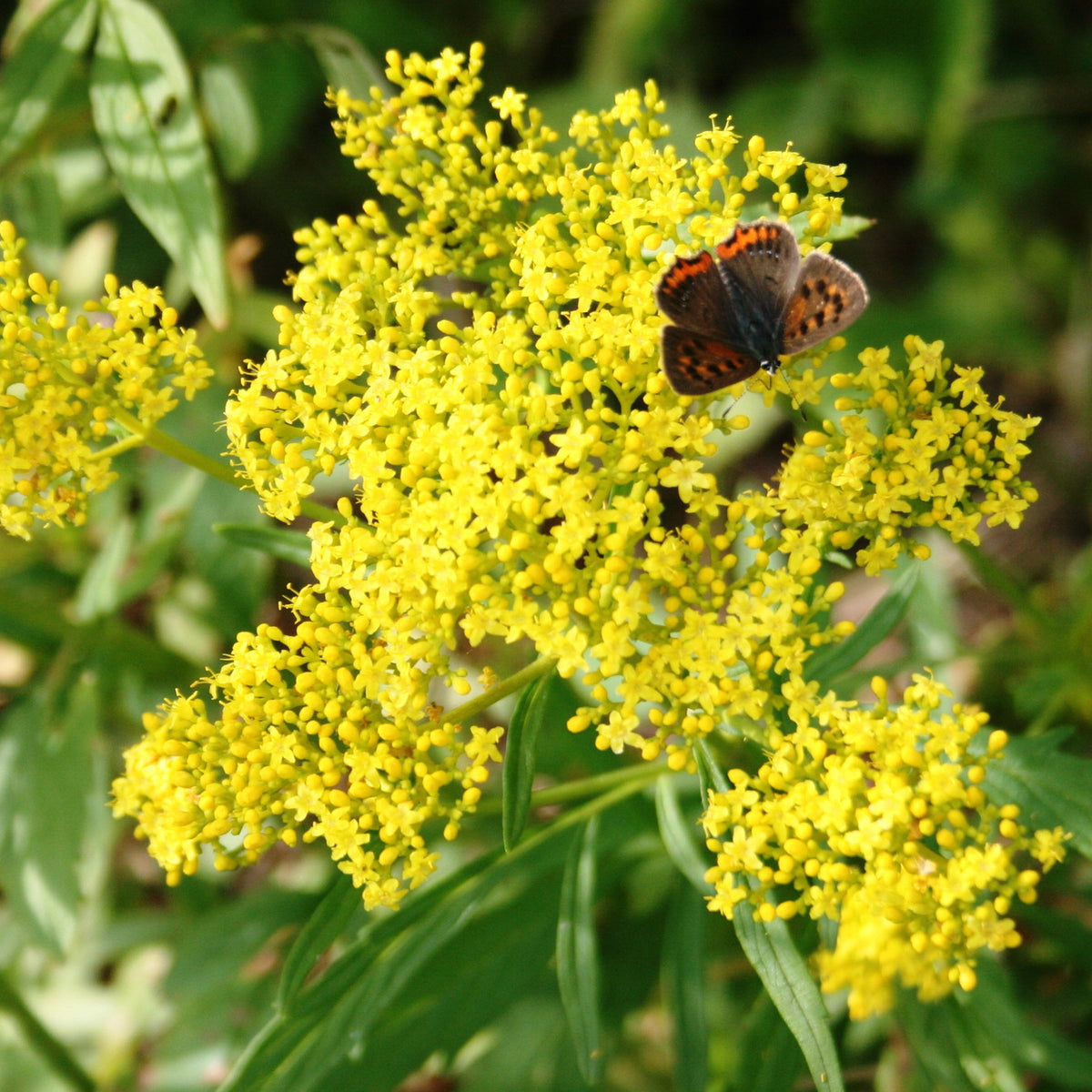 Patrinia scabiosifolia – Ballyrobert Gardens