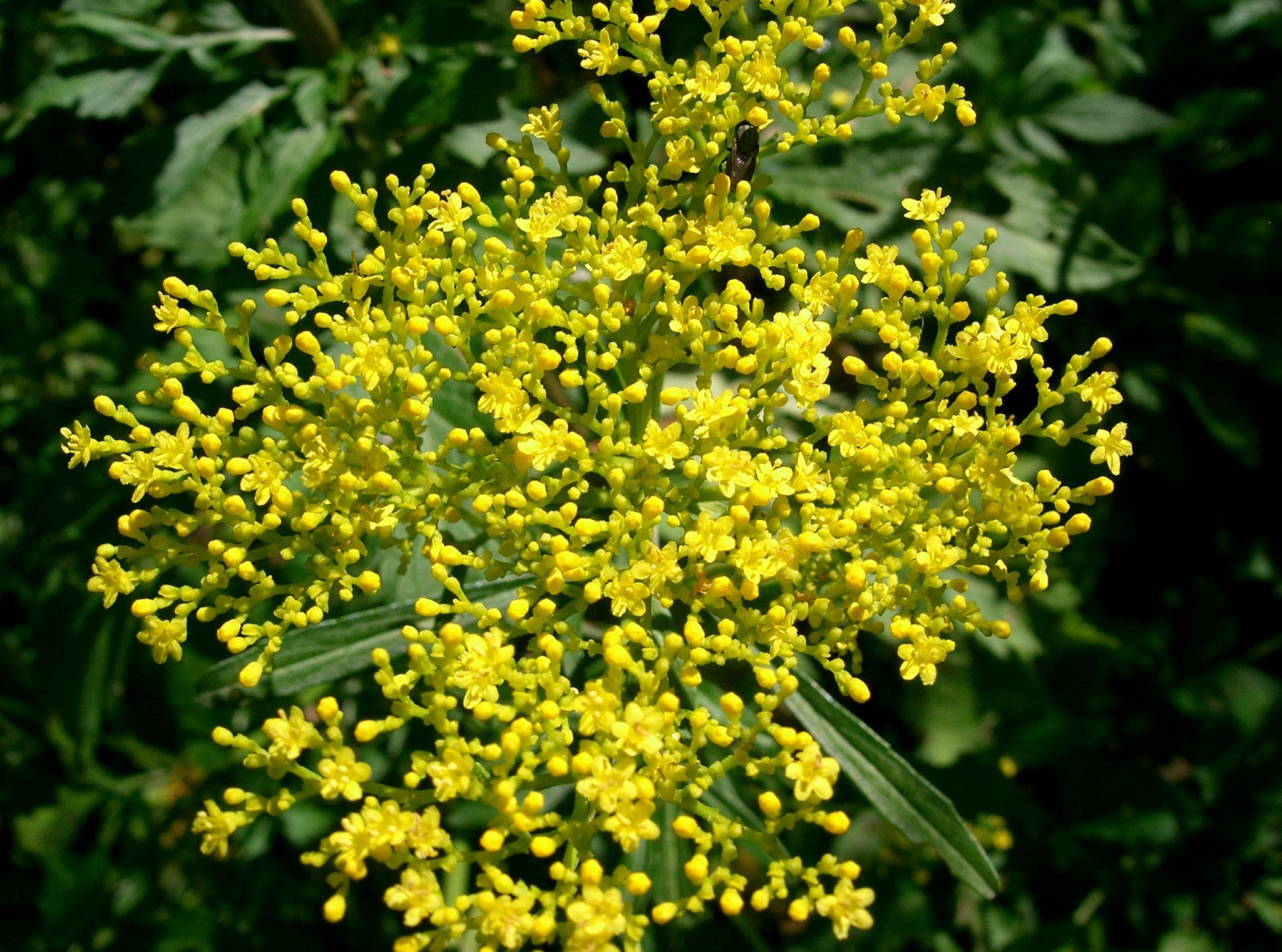 Patrinia scabiosifolia – Ballyrobert Gardens