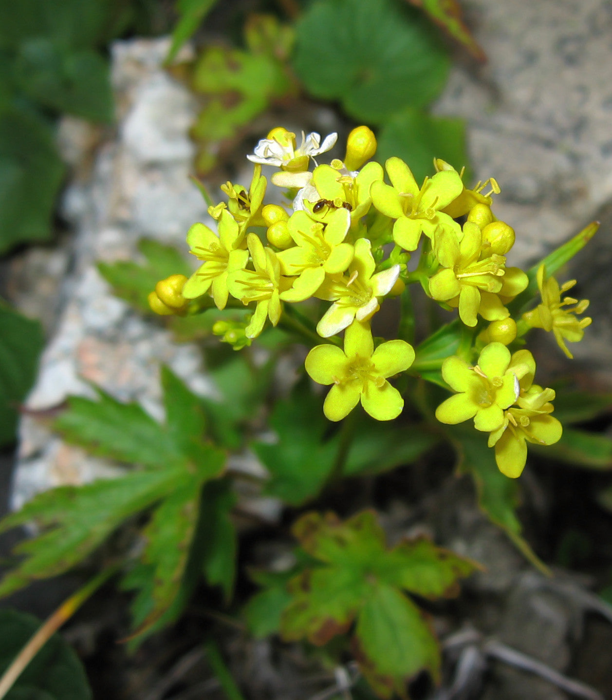 Patrinia triloba – Ballyrobert Gardens