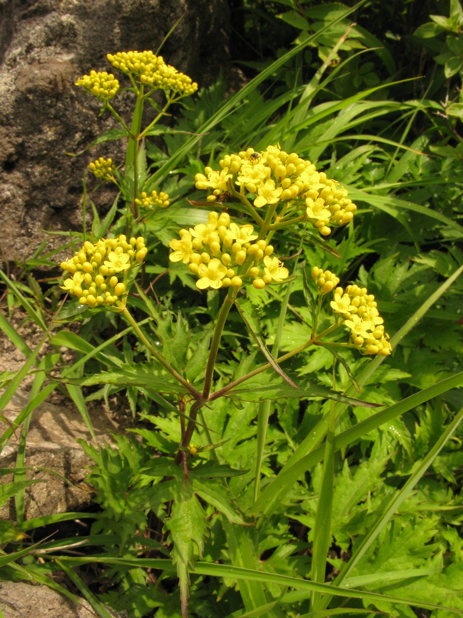 Patrinia triloba – Ballyrobert Gardens