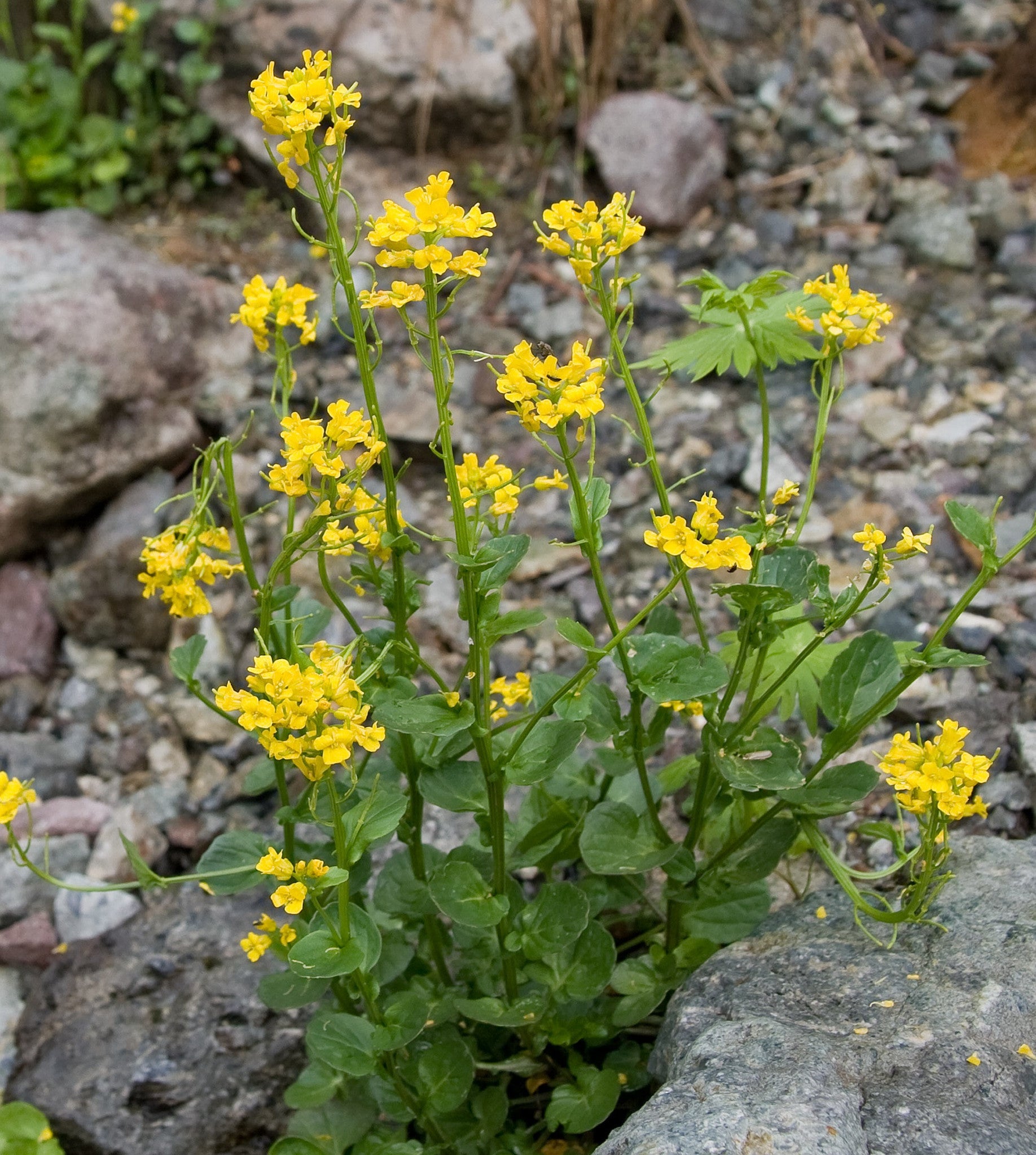 Patrinia triloba – Ballyrobert Gardens