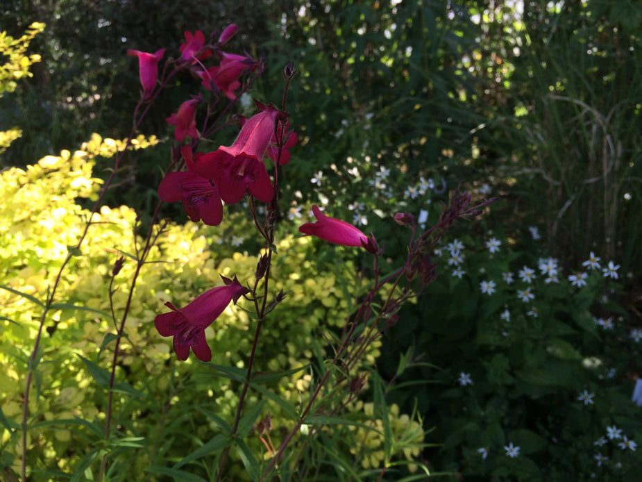 Penstemon 'Andenken an Friedrich Hahn' – Ballyrobert Gardens