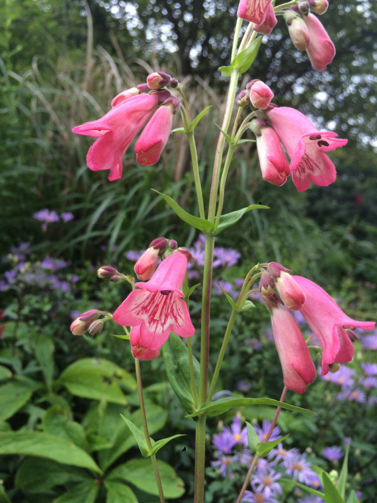 Penstemon 'Hidcote Pink' – Ballyrobert Gardens