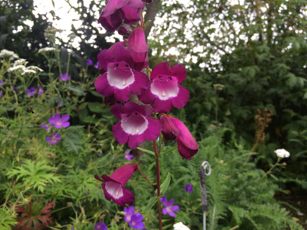 Penstemon 'Purple Passion' – Ballyrobert Gardens