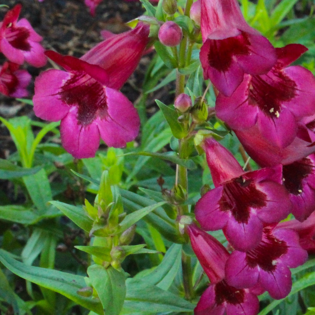 Penstemon 'Rich Ruby' – Ballyrobert Gardens