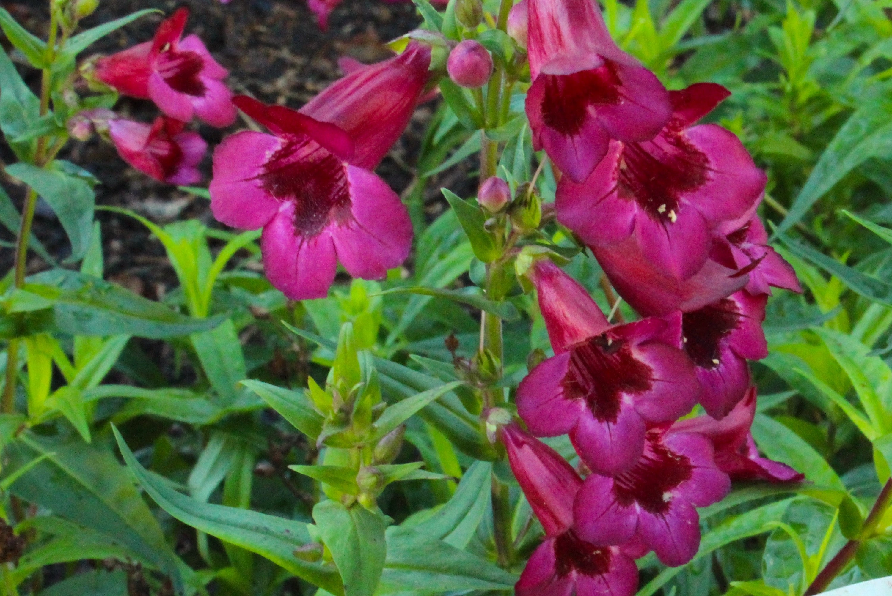 Penstemon 'Rich Ruby' – Ballyrobert Gardens