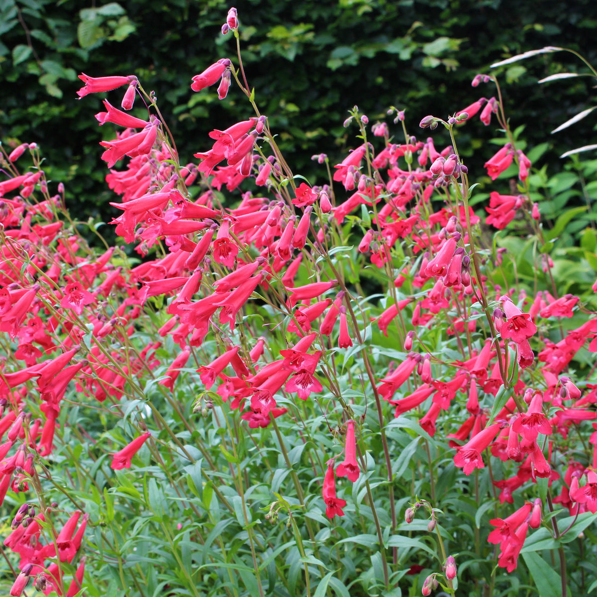 Penstemon 'Windsor Red' – Ballyrobert Gardens