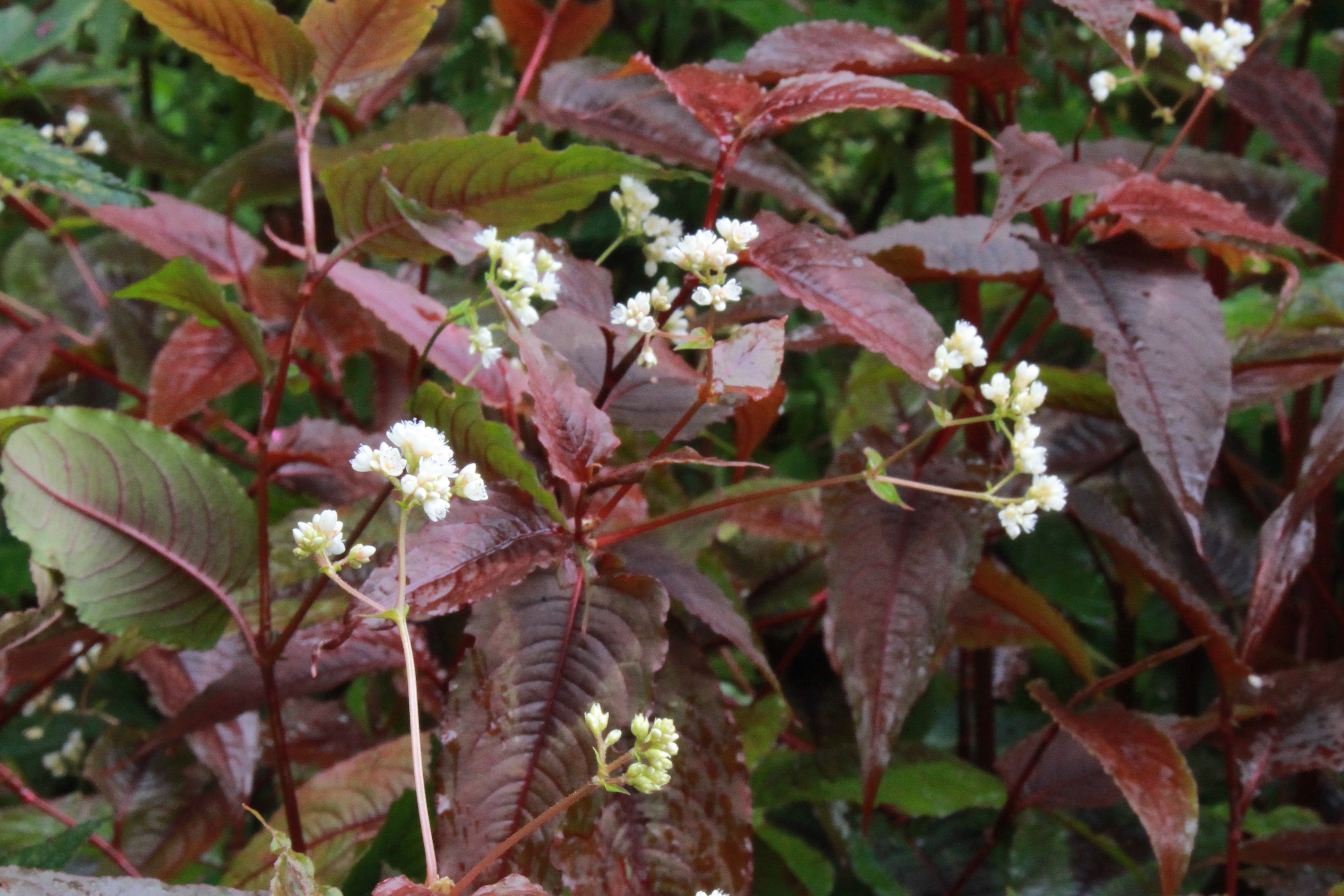 Persicaria microcephala 'Red Dragon' – Ballyrobert Gardens
