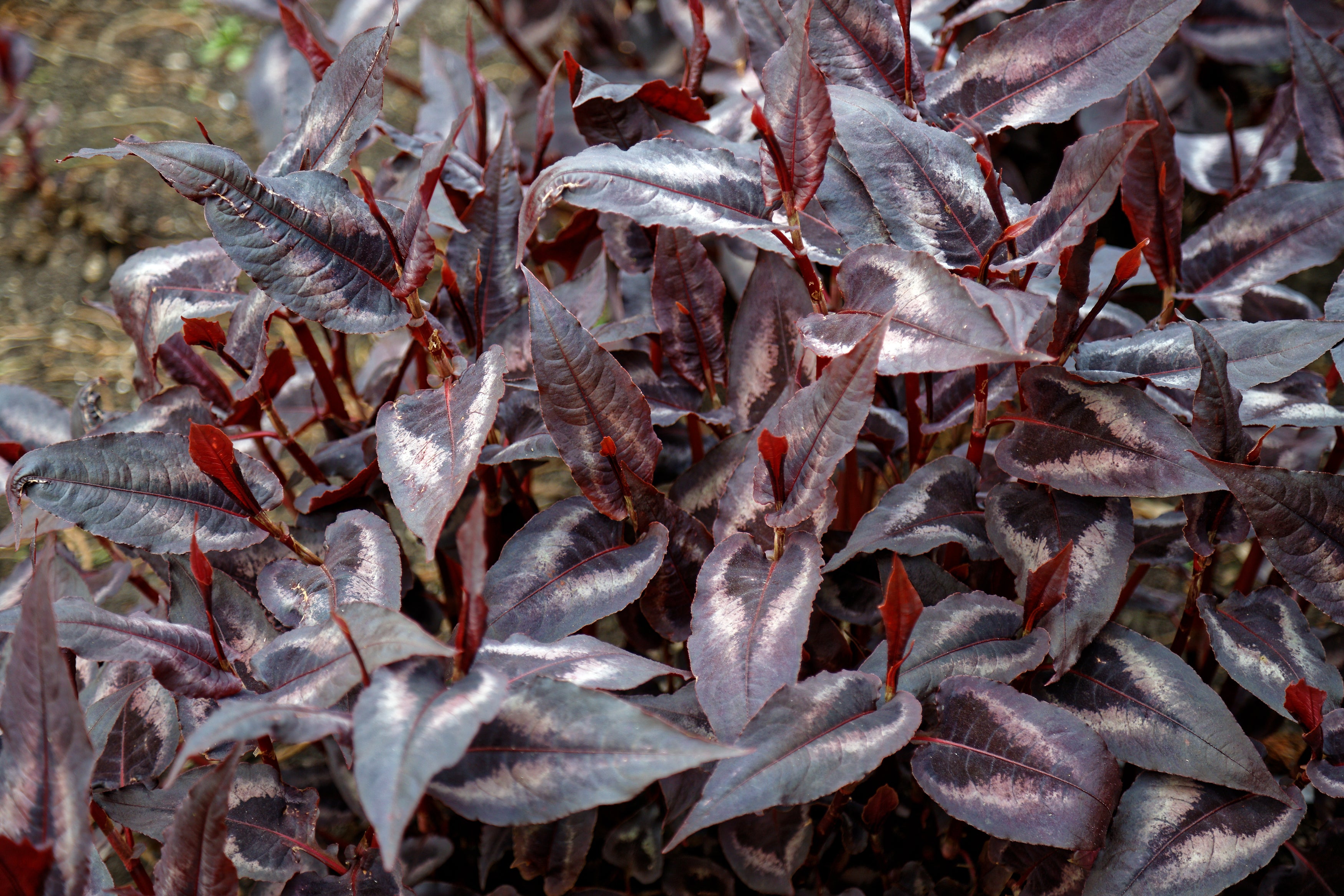 Persicaria microcephala 'Red Dragon' – Ballyrobert Gardens
