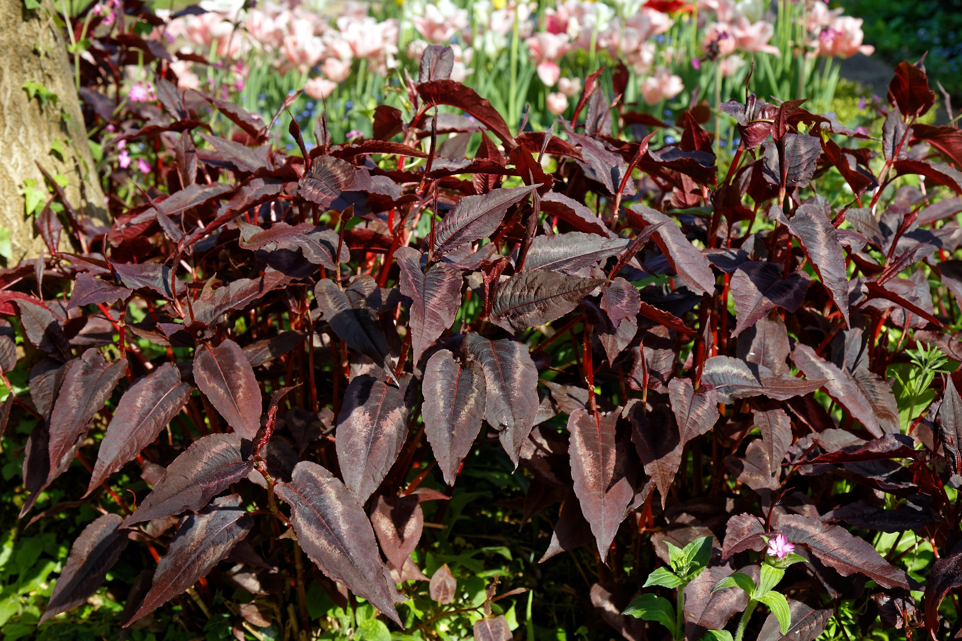 Persicaria microcephala 'Red Dragon' – Ballyrobert Gardens