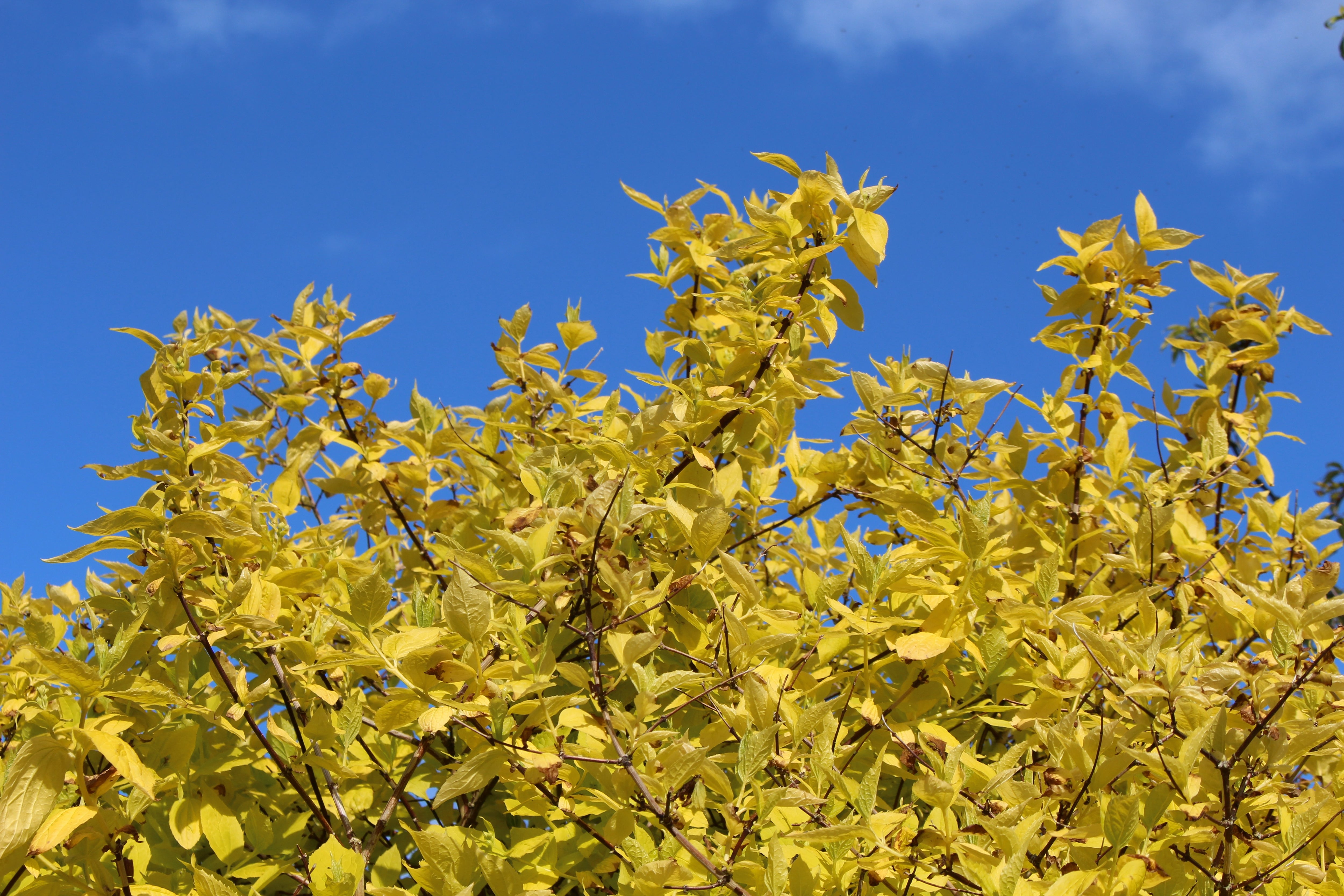Philadelphus coronarius 'Aureus' – Ballyrobert Gardens
