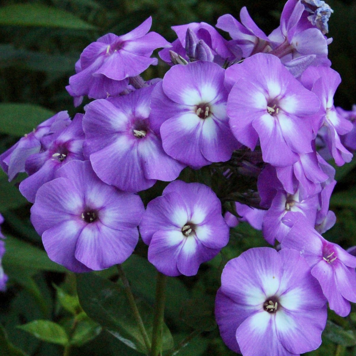 Phlox VIOLET FLAME 'Barsixtyone' – Ballyrobert Gardens
