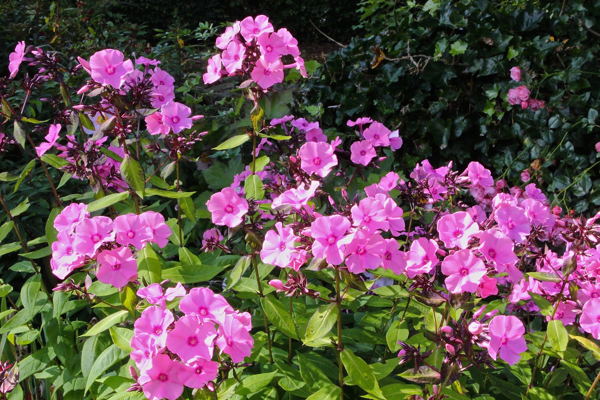Phlox paniculata 'Flamingo' – Ballyrobert Gardens