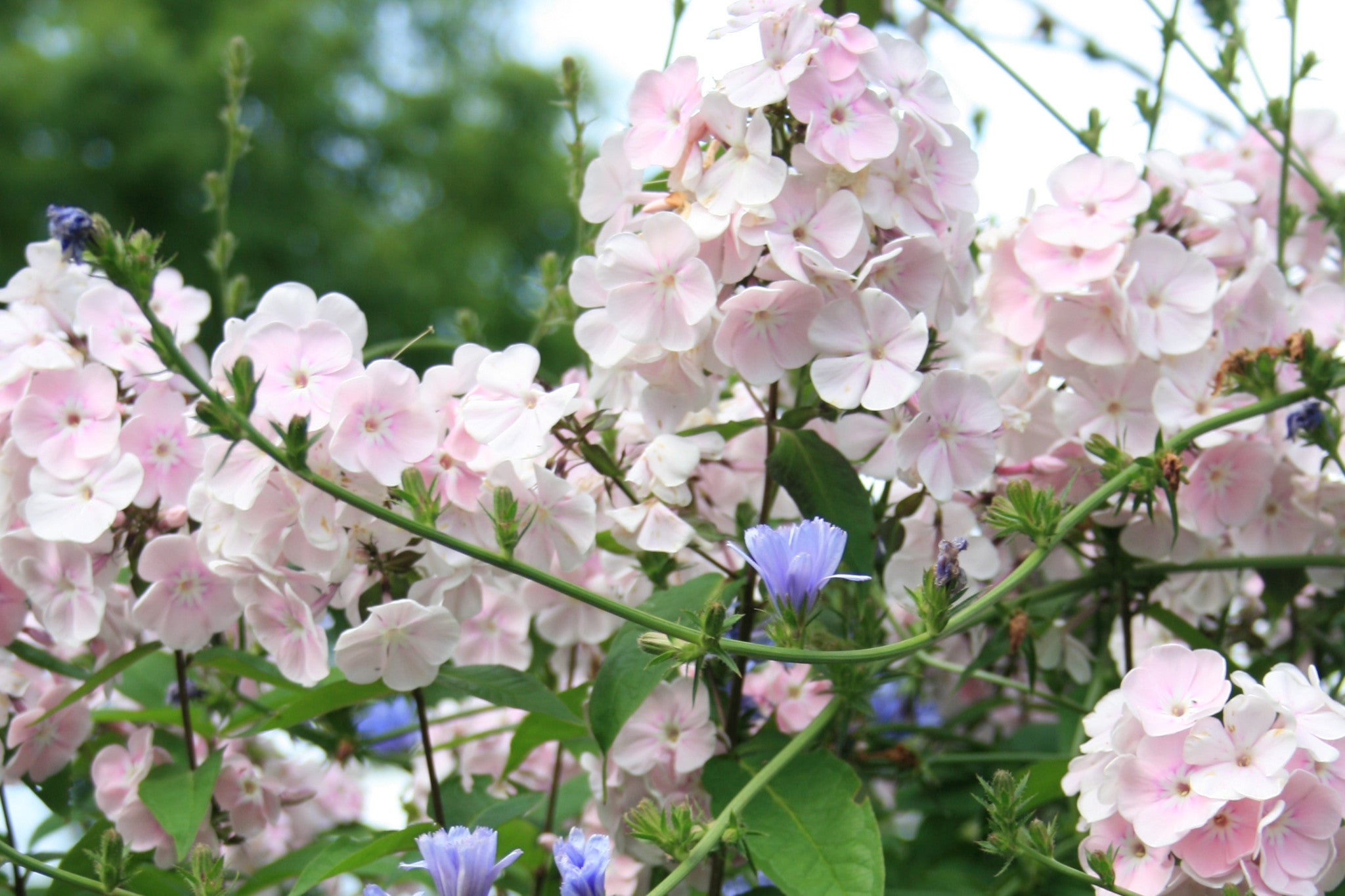 Phlox paniculata 'Monica Lynden-Bell' – Ballyrobert Gardens