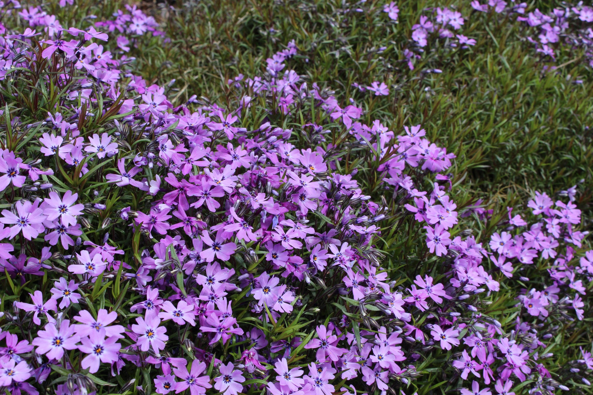 Phlox subulata 'Purple Beauty' – Ballyrobert Gardens