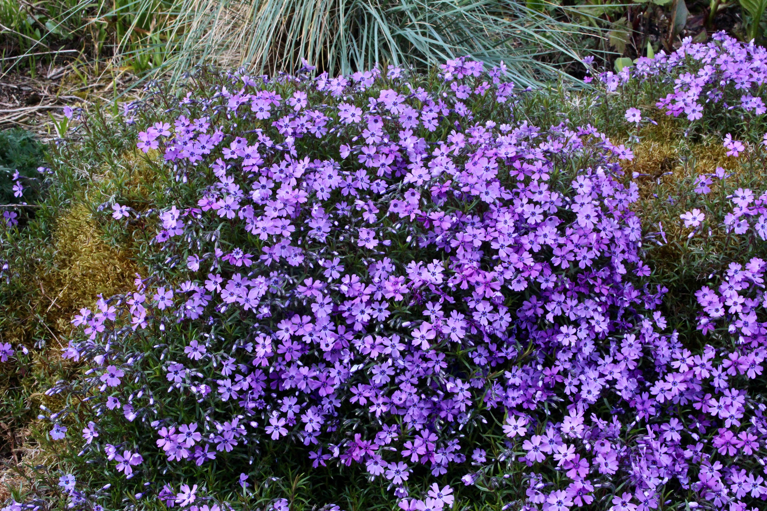 Phlox subulata 'Purple Beauty' – Ballyrobert Gardens