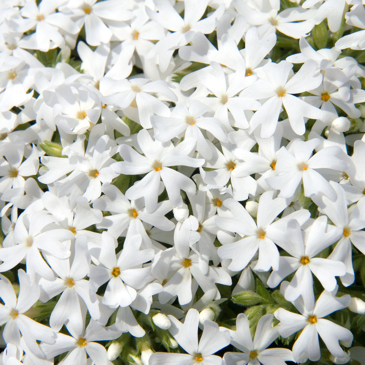Phlox subulata 'Snowflake' – Ballyrobert Gardens