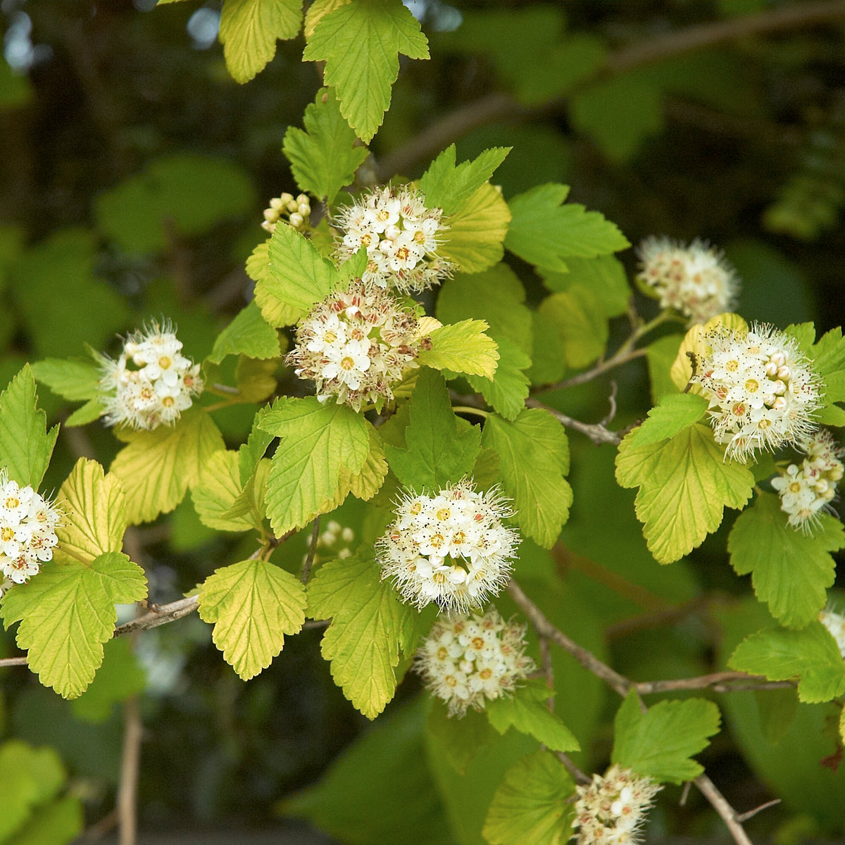 Physocarpus opulifolius 'Luteus' – Ballyrobert Gardens