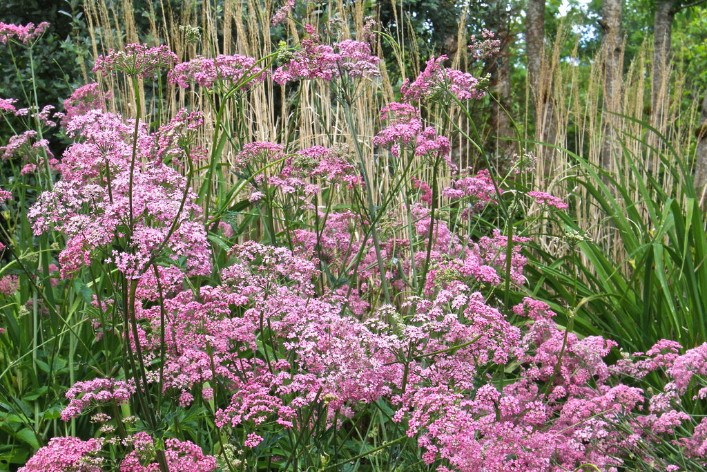 Pimpinella major 'Rosea' – Ballyrobert Gardens