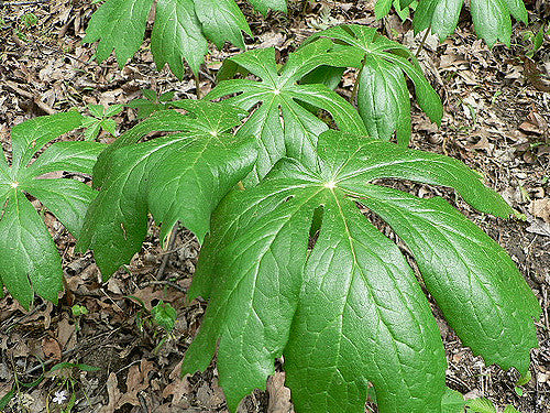 Podophyllum peltatum – Ballyrobert Gardens