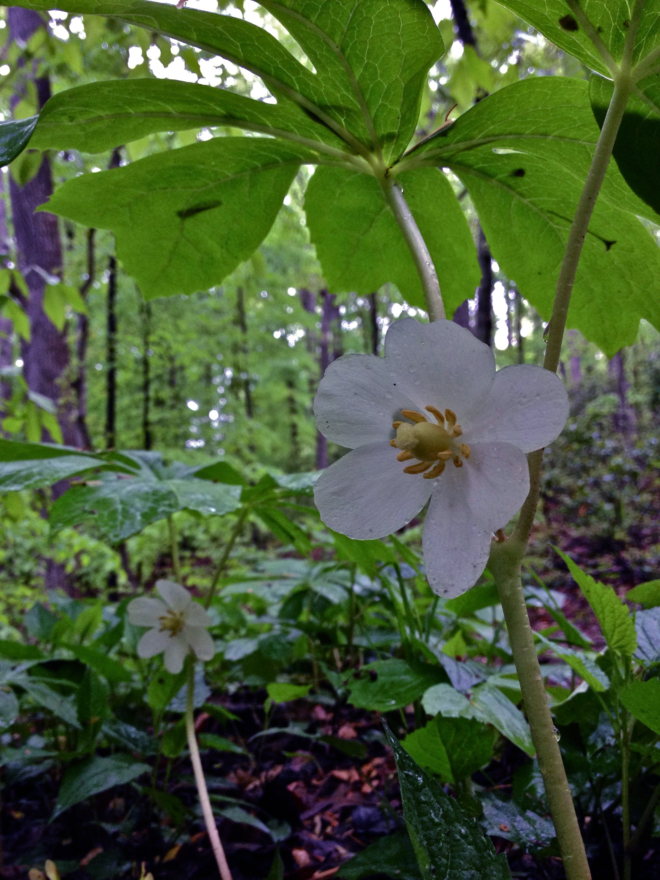 Podophyllum peltatum – Ballyrobert Gardens