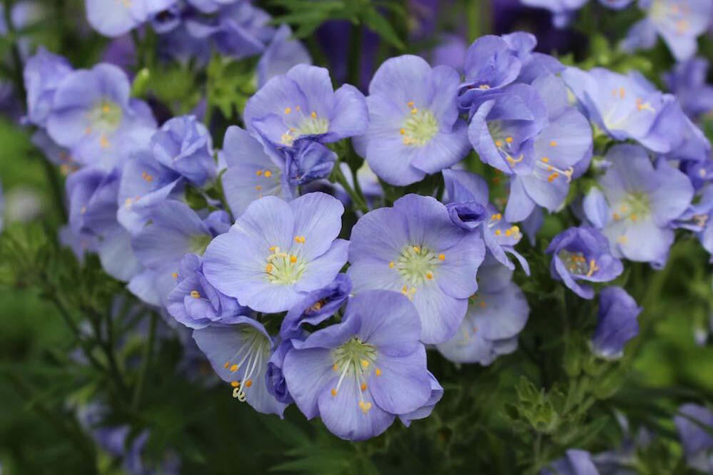 Polemonium 'Northern Lights' – Ballyrobert Gardens