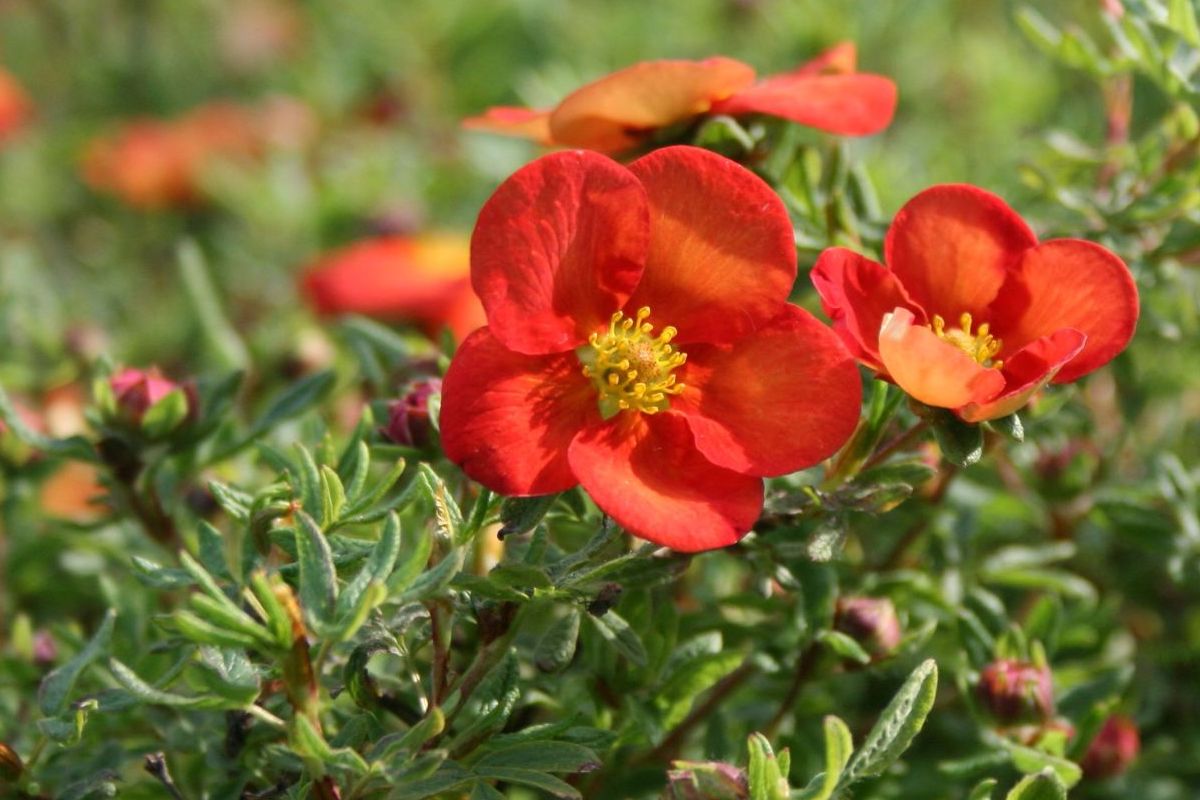 Potentilla fruticosa [Marian Red Robin] = 'Marrob' – Ballyrobert Gardens