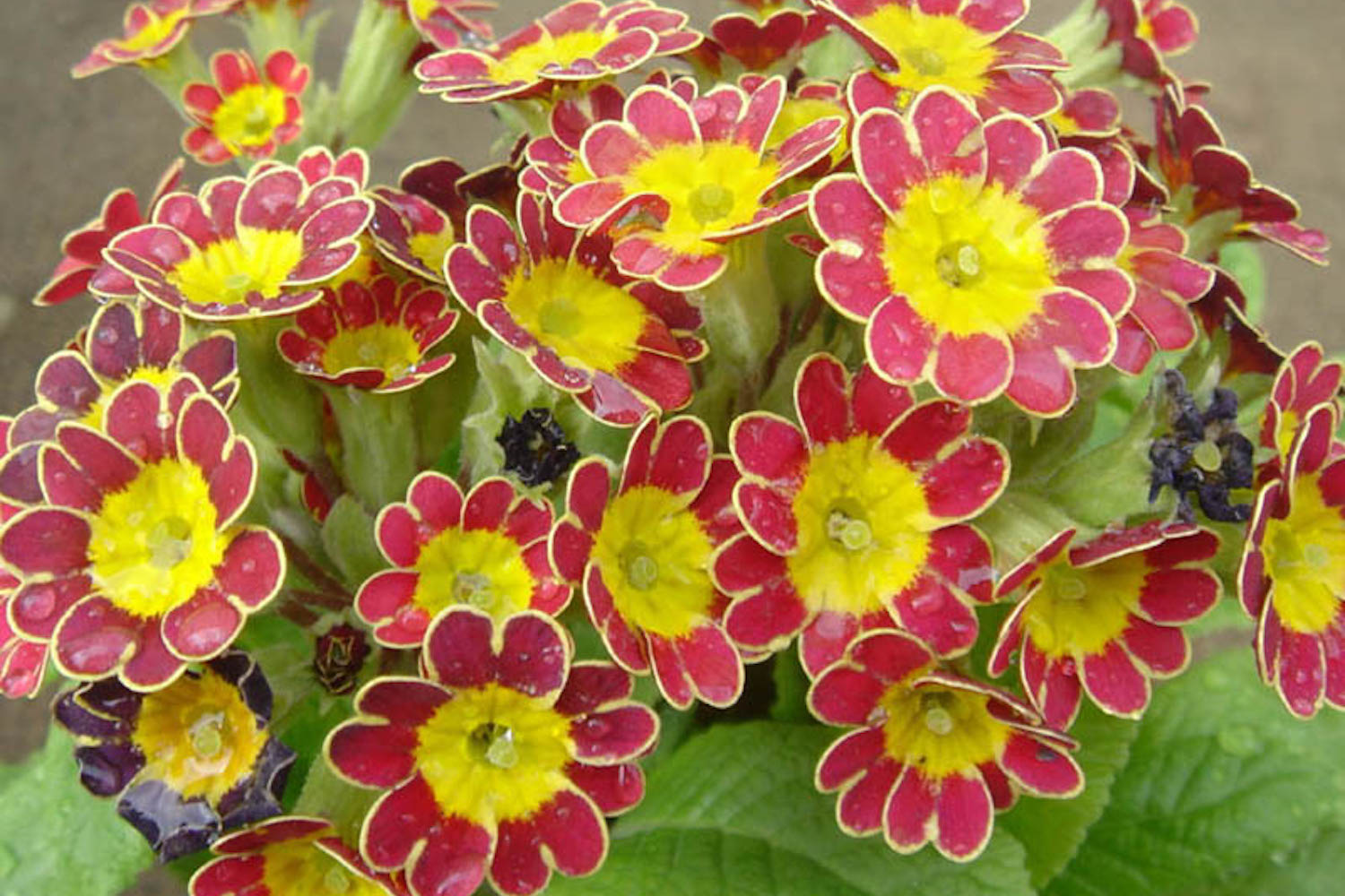 Primula Gold-laced Group (Pr-poly) – Ballyrobert Gardens