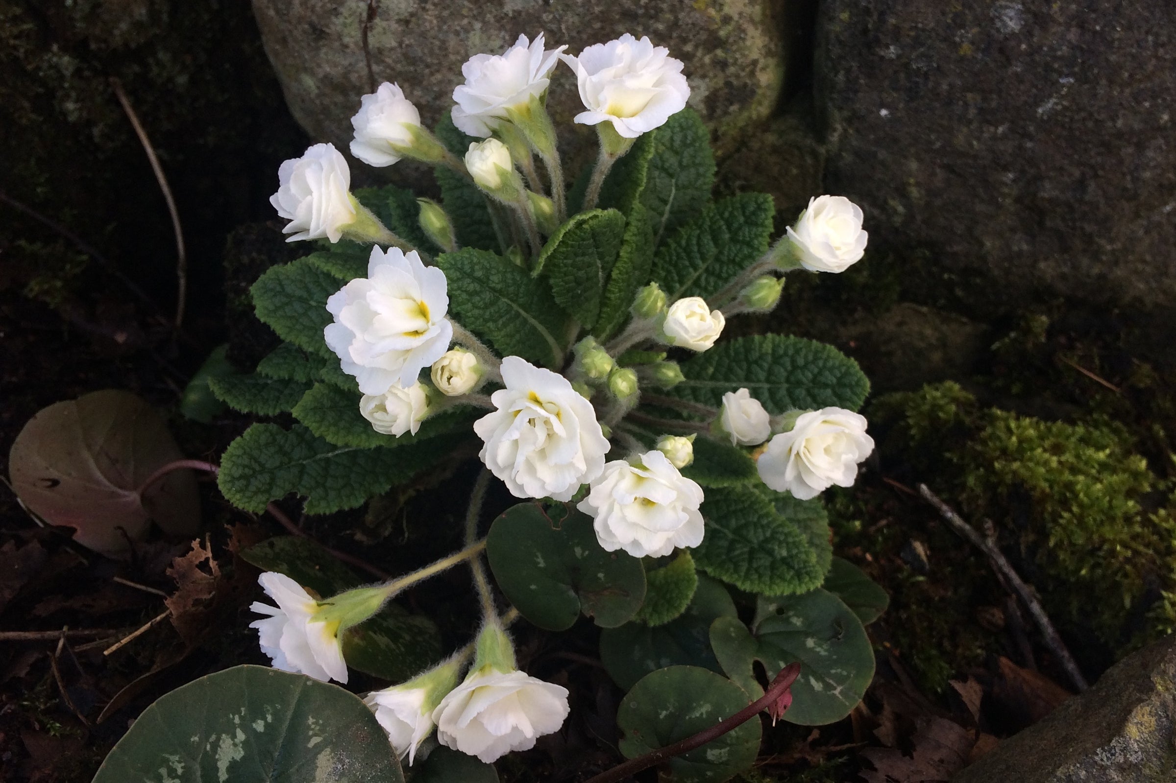 Primula 'Petticoat' – Ballyrobert Gardens