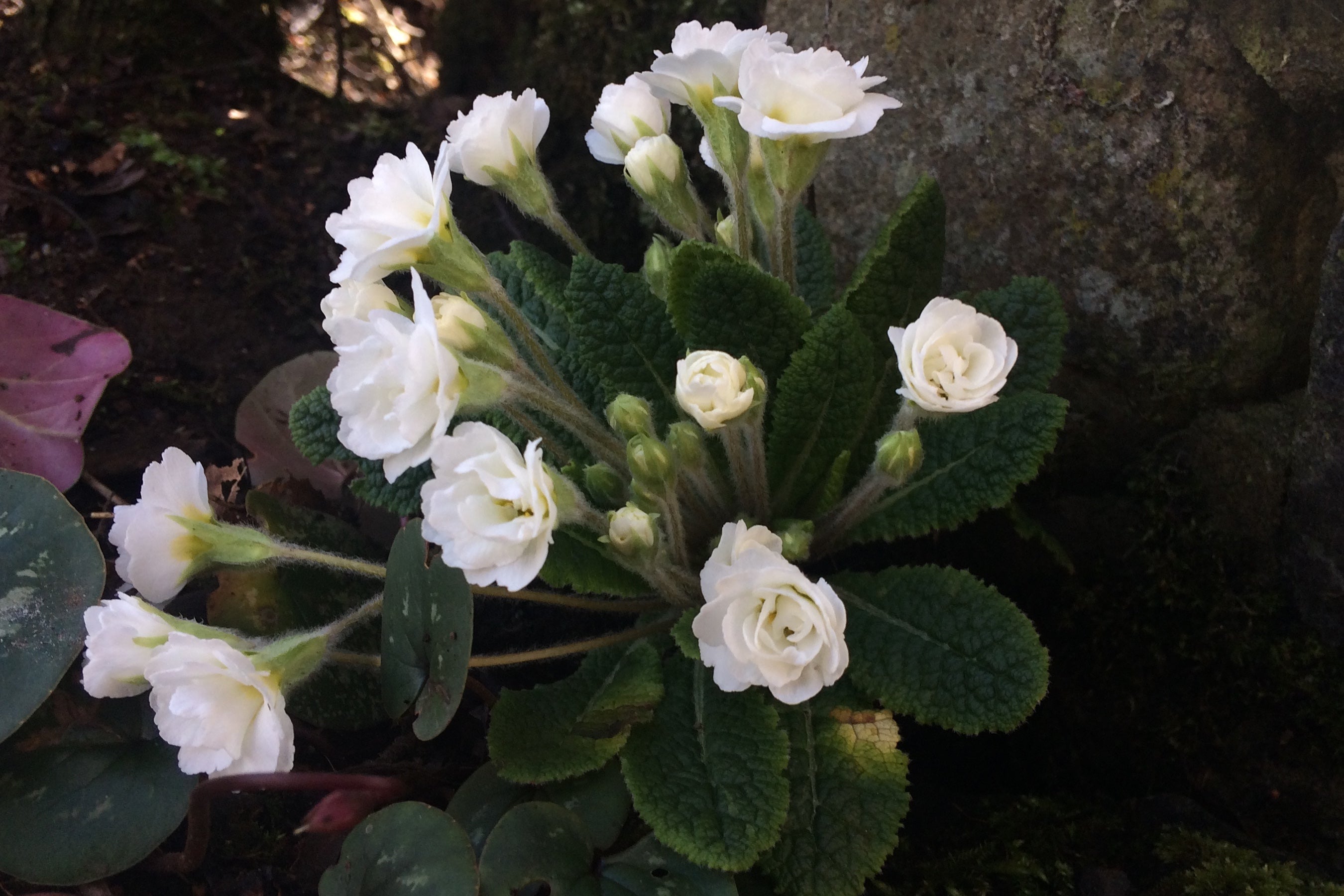 Primula 'Petticoat' – Ballyrobert Gardens