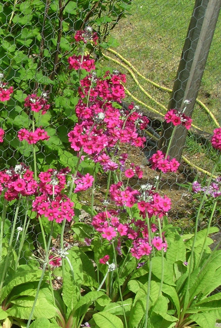 Primula beesiana – Ballyrobert Gardens