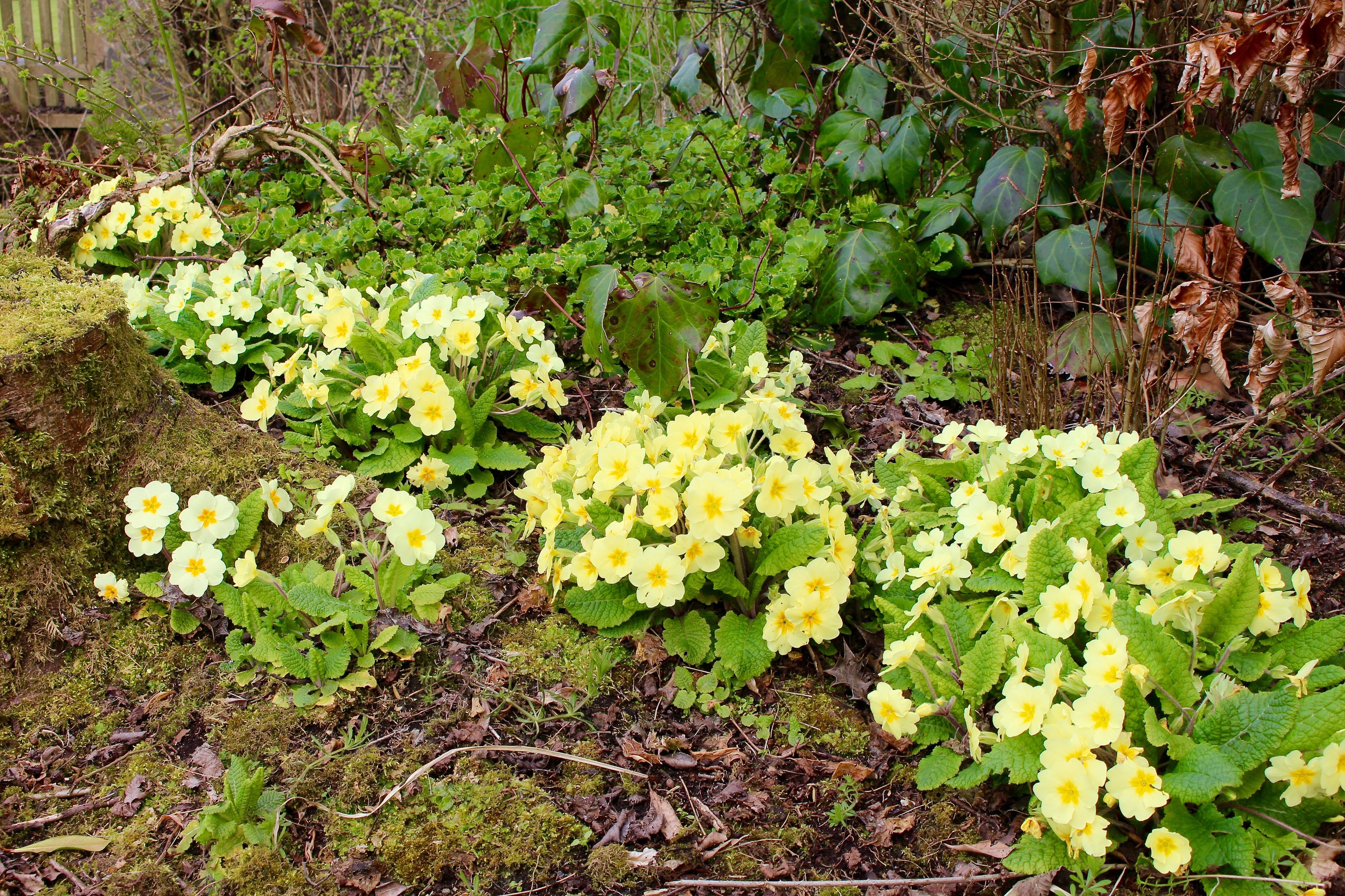 Primula vulgaris – Ballyrobert Gardens