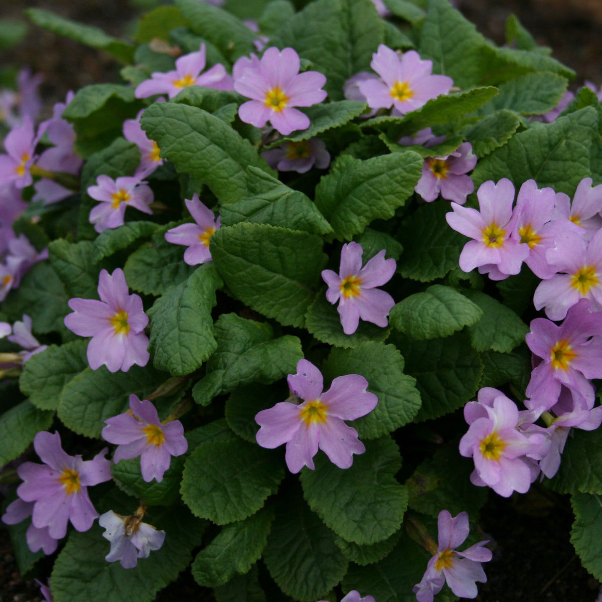 Primula vulgaris subsp. sibthorpii – Ballyrobert Gardens