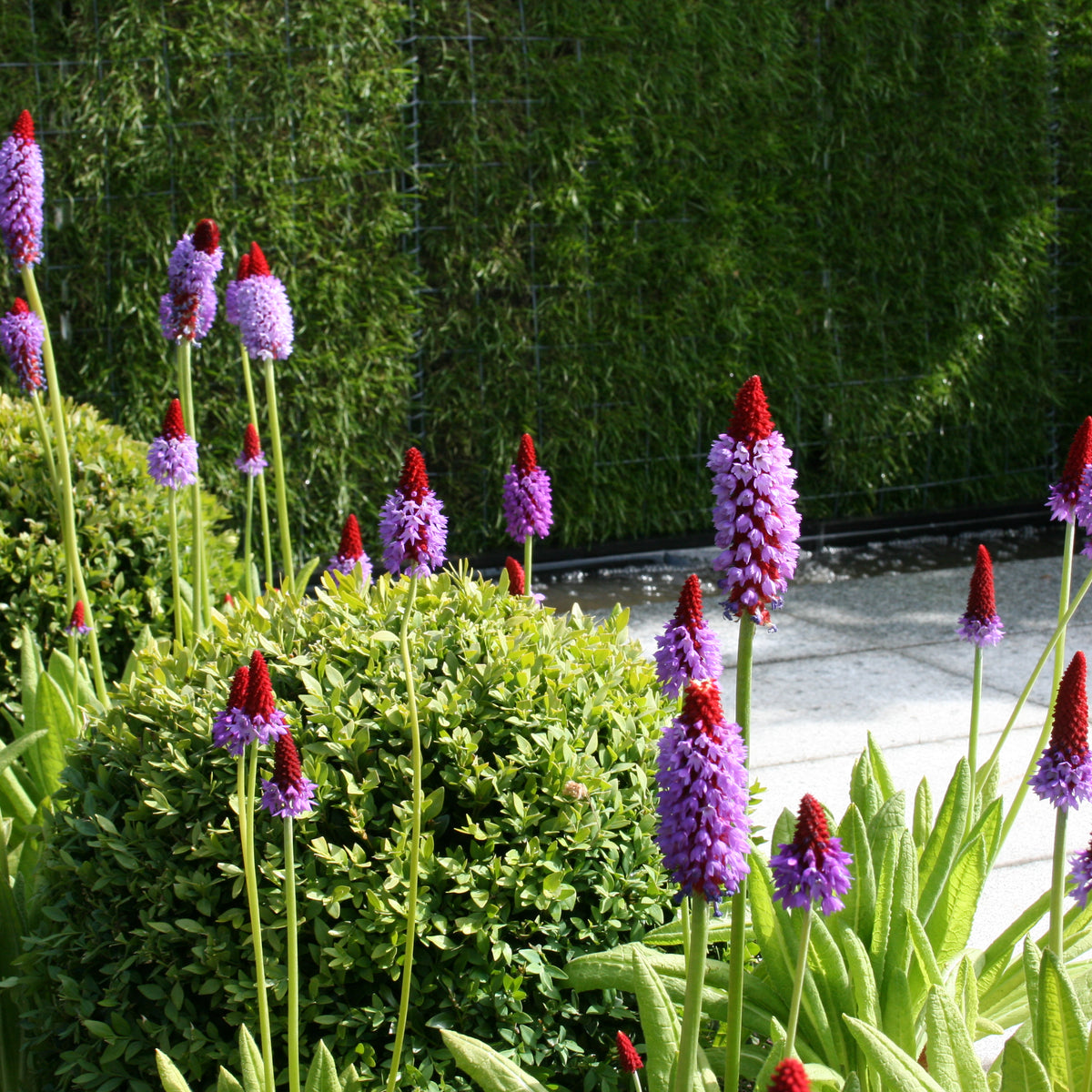 Primula Vialii So Ballyrobert Gardens