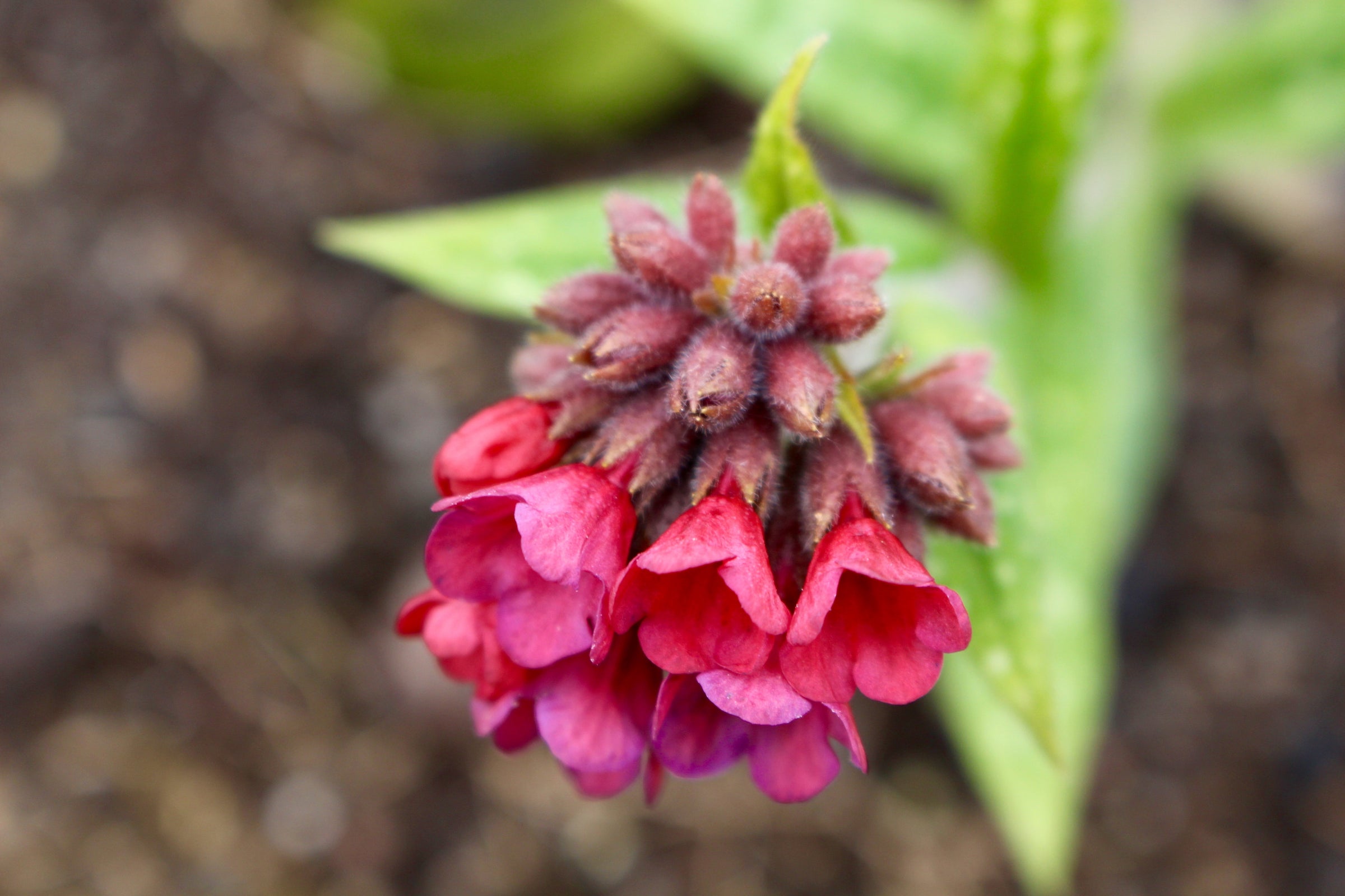 Pulmonaria 'Raspberry Splash' – Ballyrobert Gardens