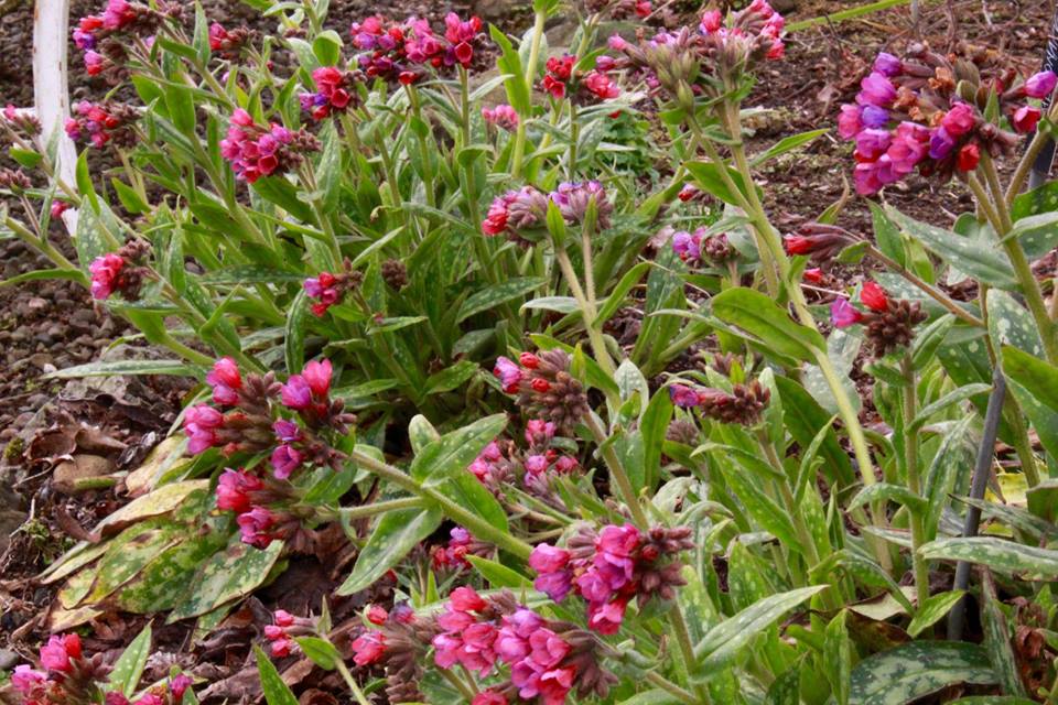 Pulmonaria 'Raspberry Splash' – Ballyrobert Gardens