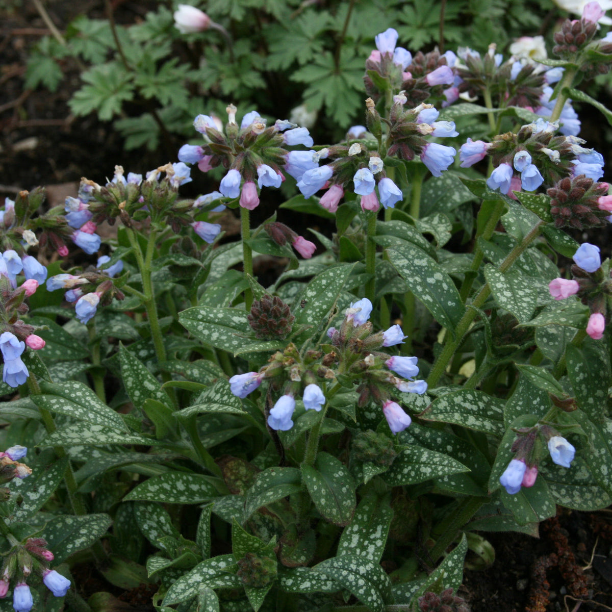 Pulmonaria 'Roy Davidson' – Ballyrobert Gardens