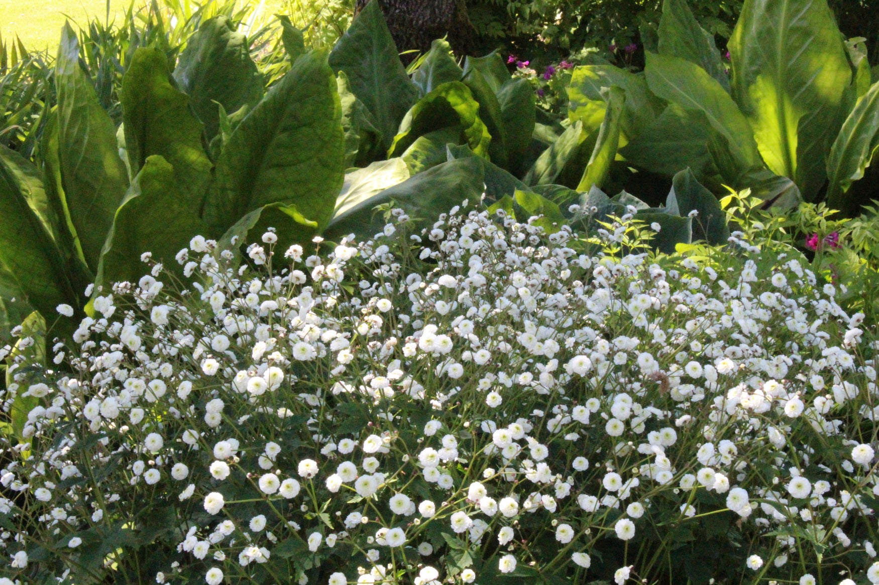 Ranunculus aconitifolius 'Flore Pleno' (d) – Ballyrobert Gardens