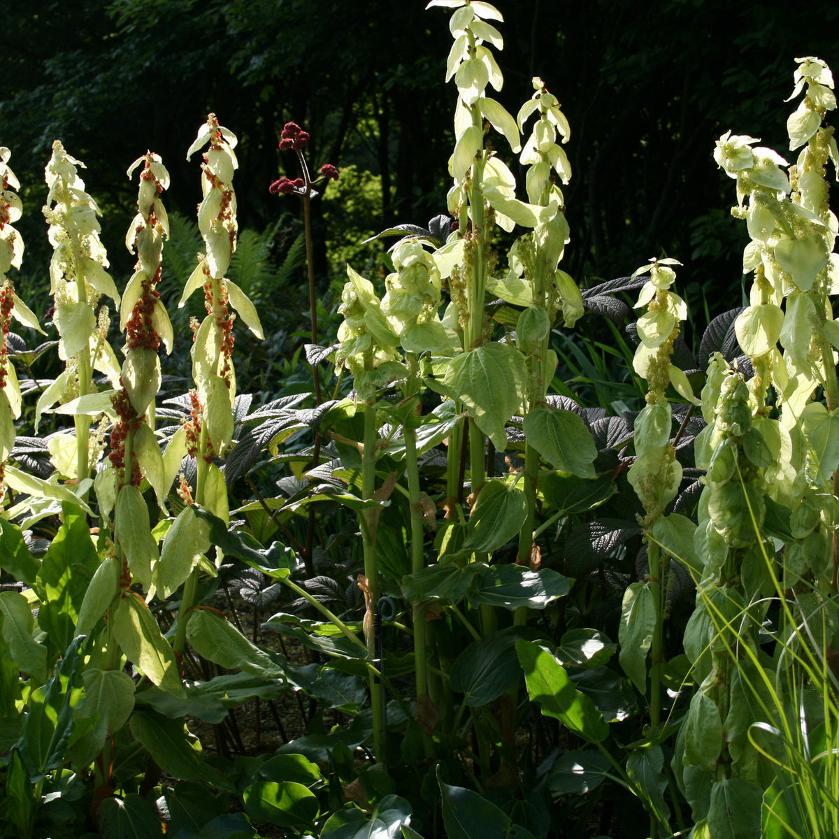 Rheum alexandrae – Ballyrobert Gardens