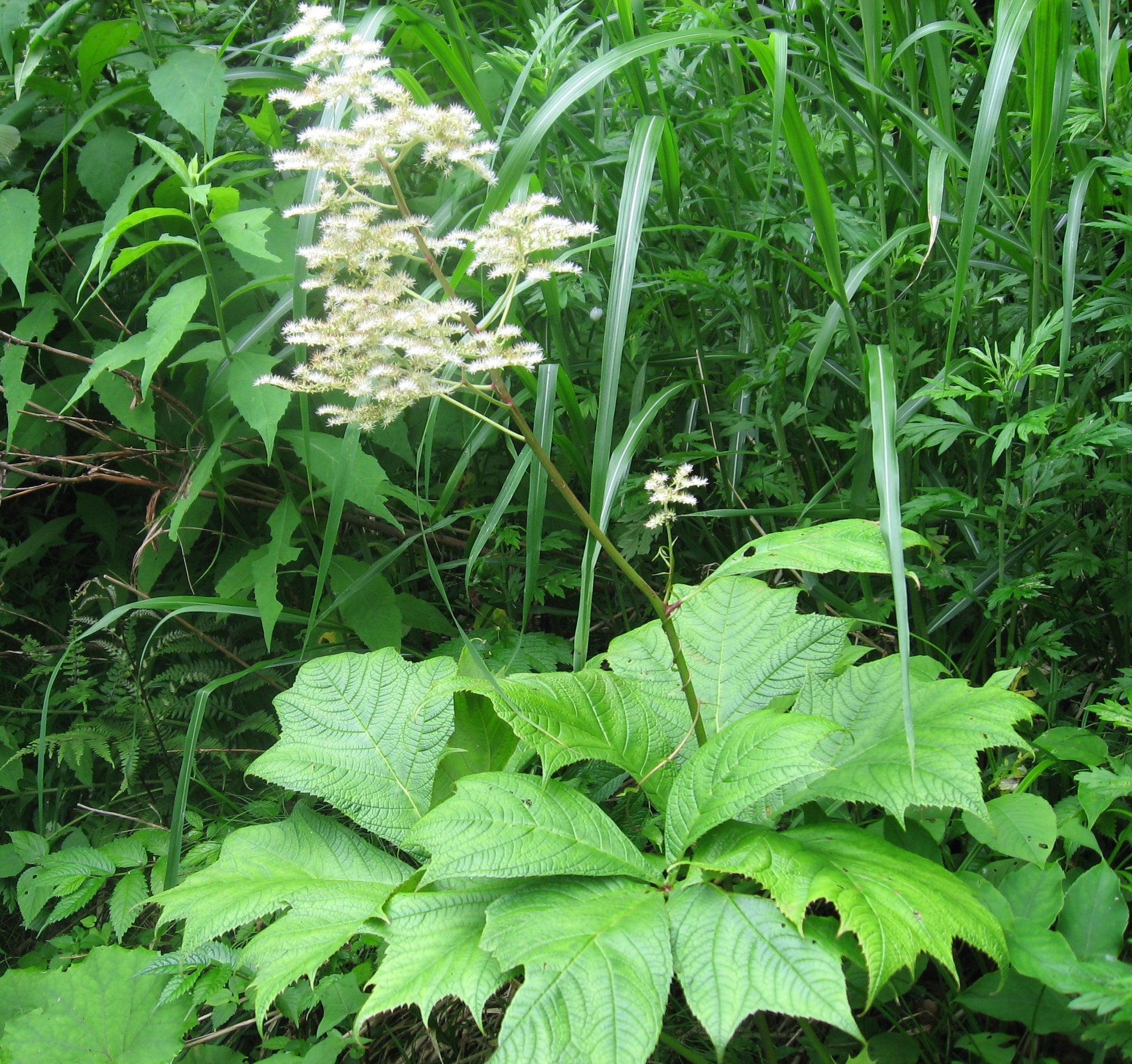 Rodgersia podophylla – Ballyrobert Gardens